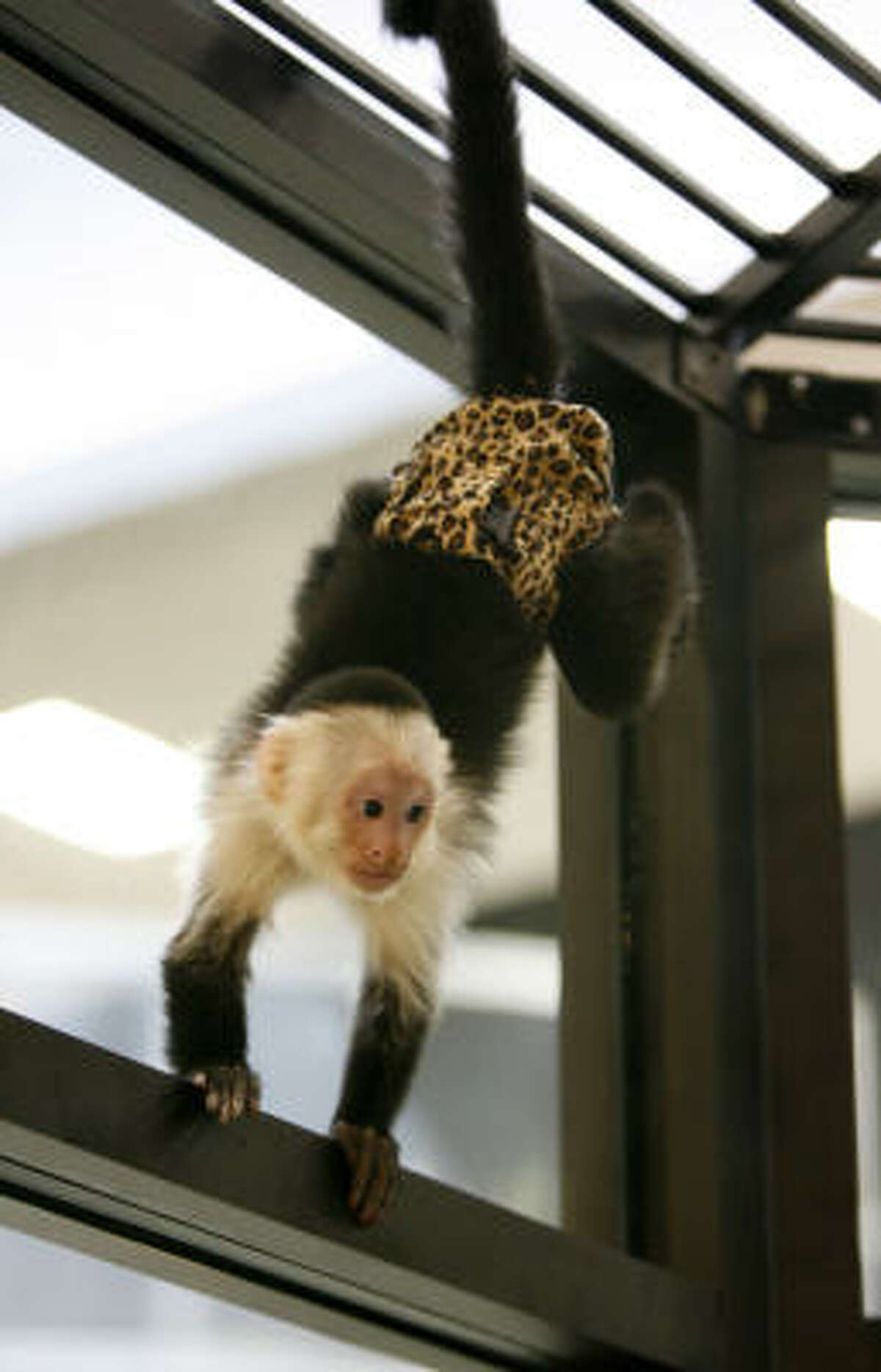 Mattress Mack and Linda McIngvale’s monkeys have new animal friends