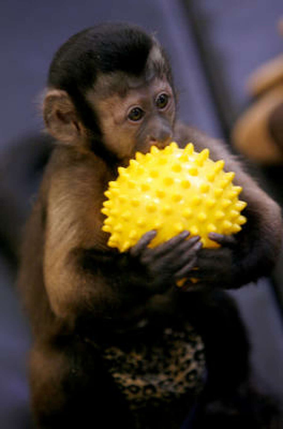 Mattress Mack and Linda McIngvale’s monkeys have new animal friends