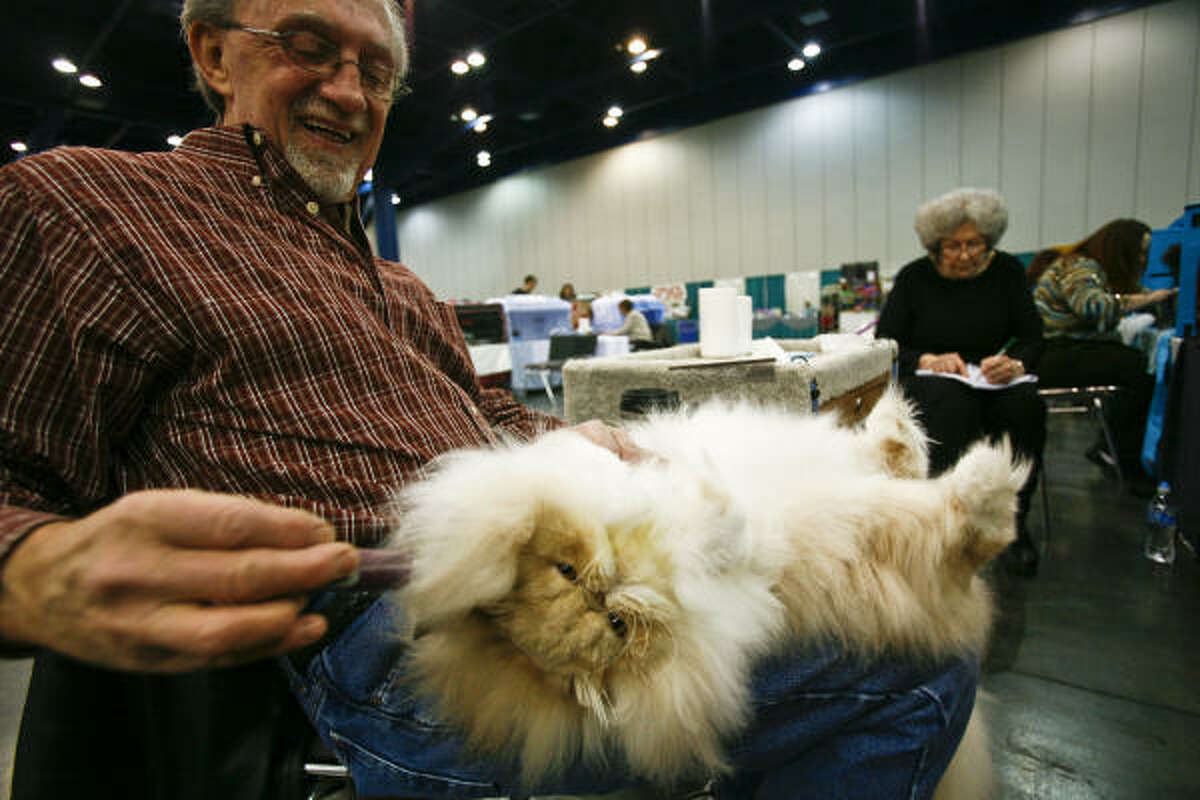 Charity cat show