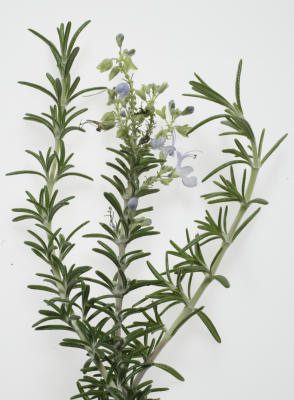 How to care for my rosemary 'tree'?