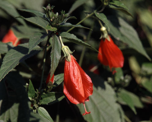 When should I trim my Mexican turkscap?