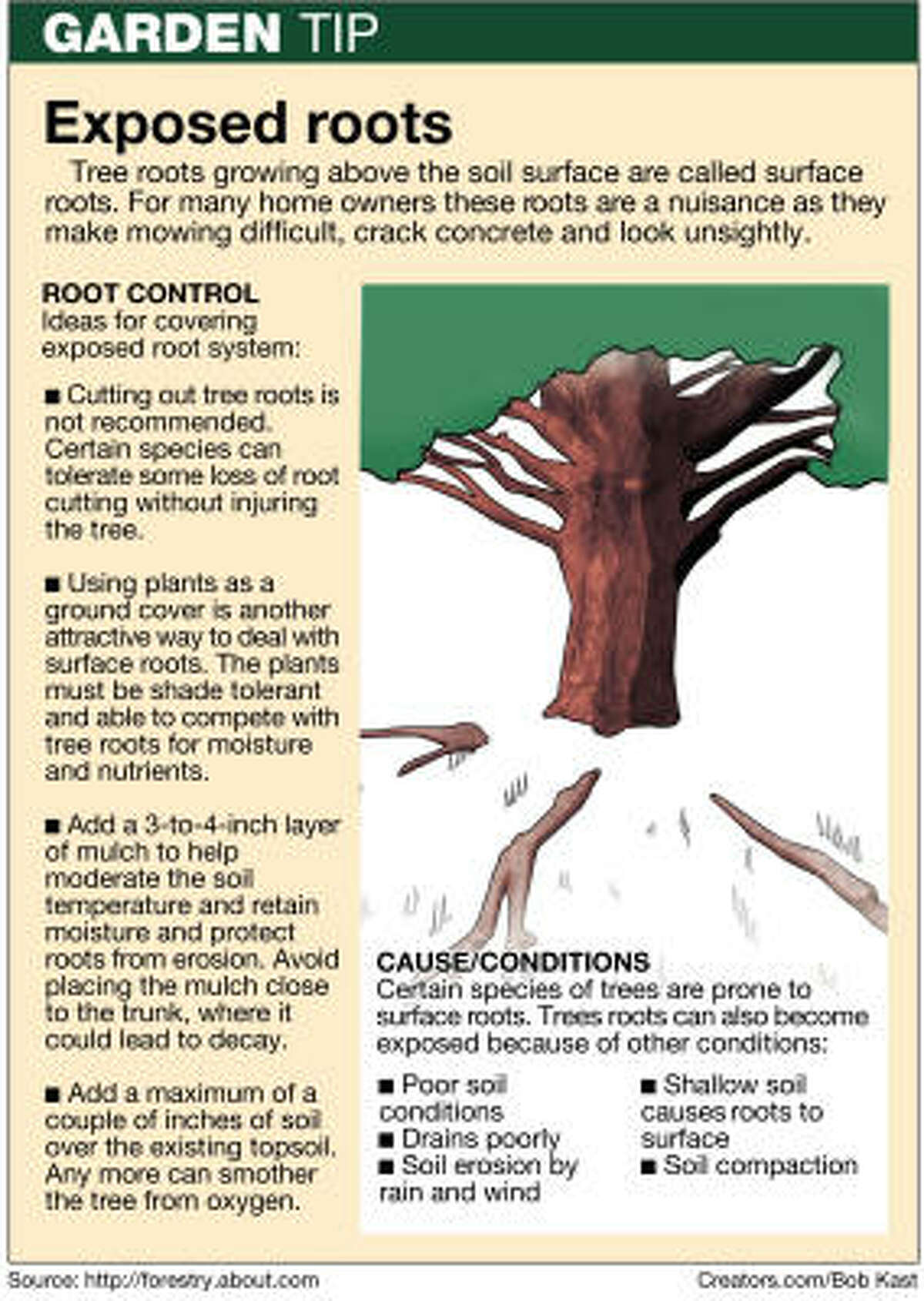 Poor soil conditions can make tree roots grow top side