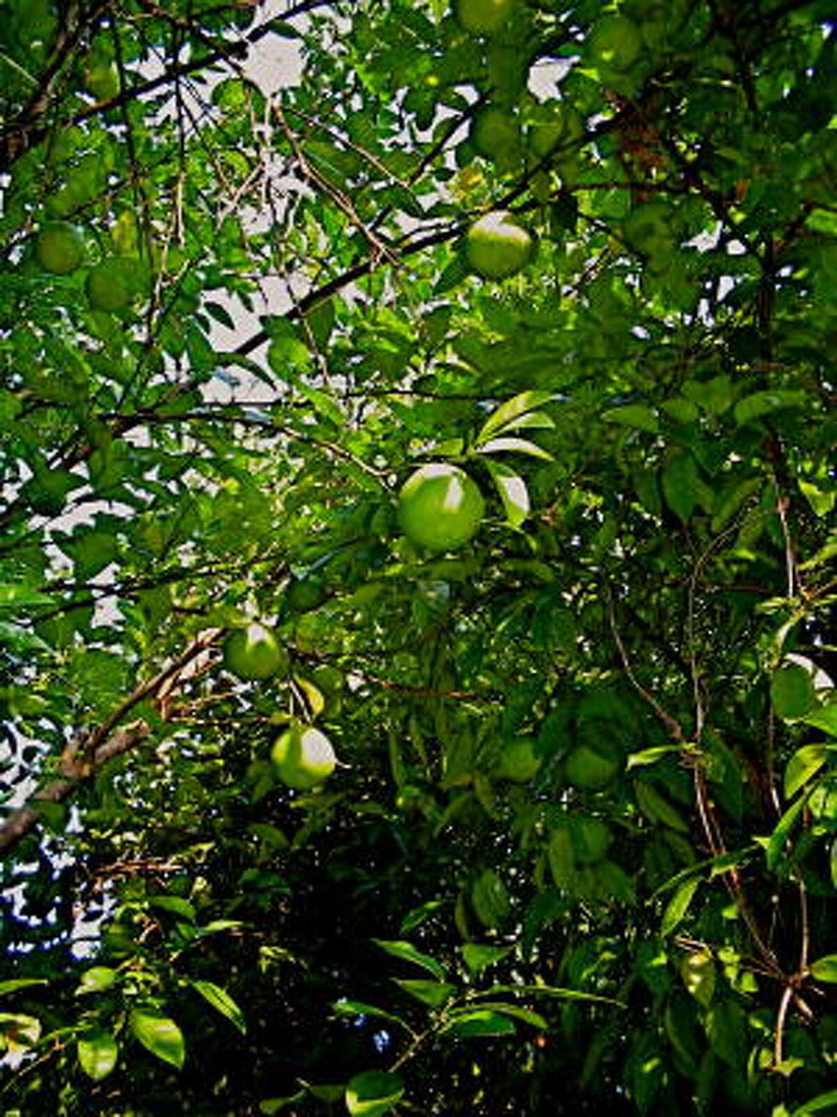 Pummelos are even better than grapefruit