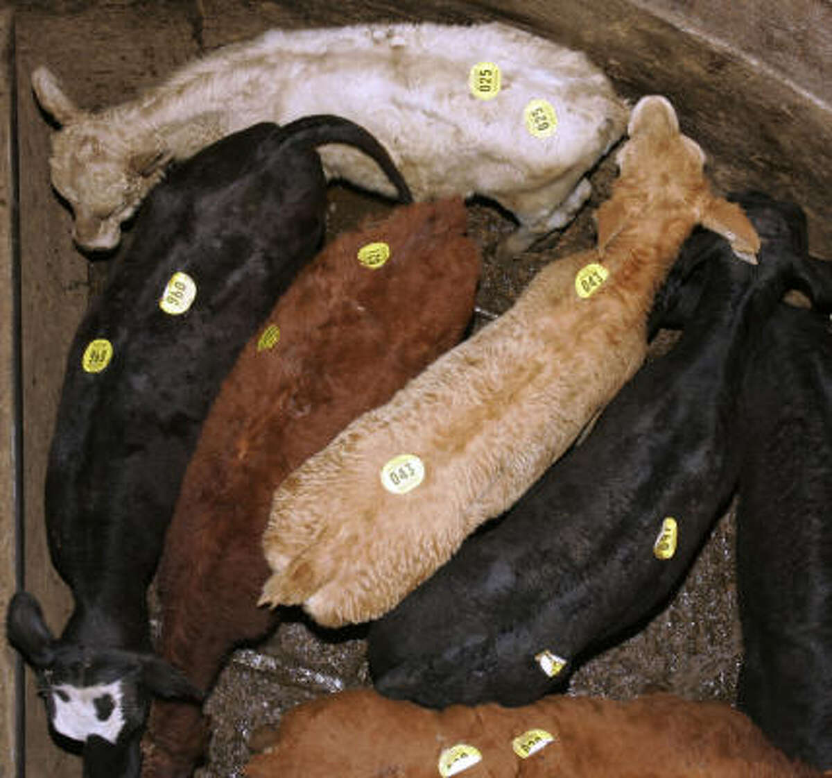 Rise in crime shows cattle theft is 'alive and well’