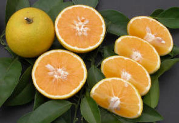 Why have my oranges split and dropped?