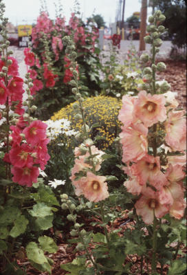 How to treat rust on hollyhocks?
