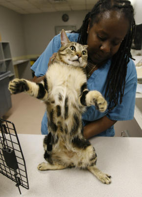 Fewer pets being dropped off, euthanized at Houston SPCA