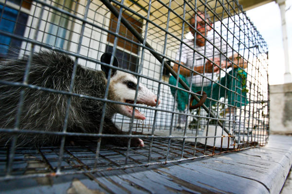 Opossum-trapping man wants help getting rid of them