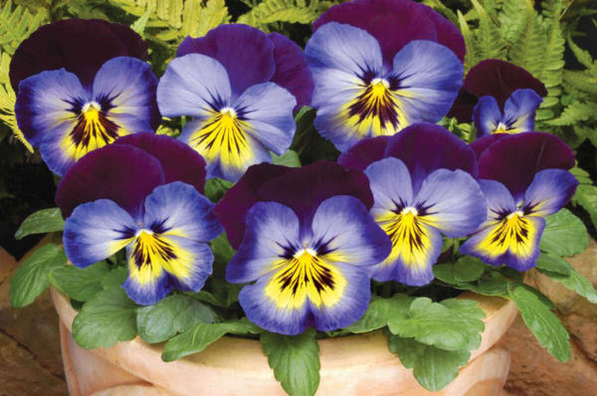 A world of pansies at your feet