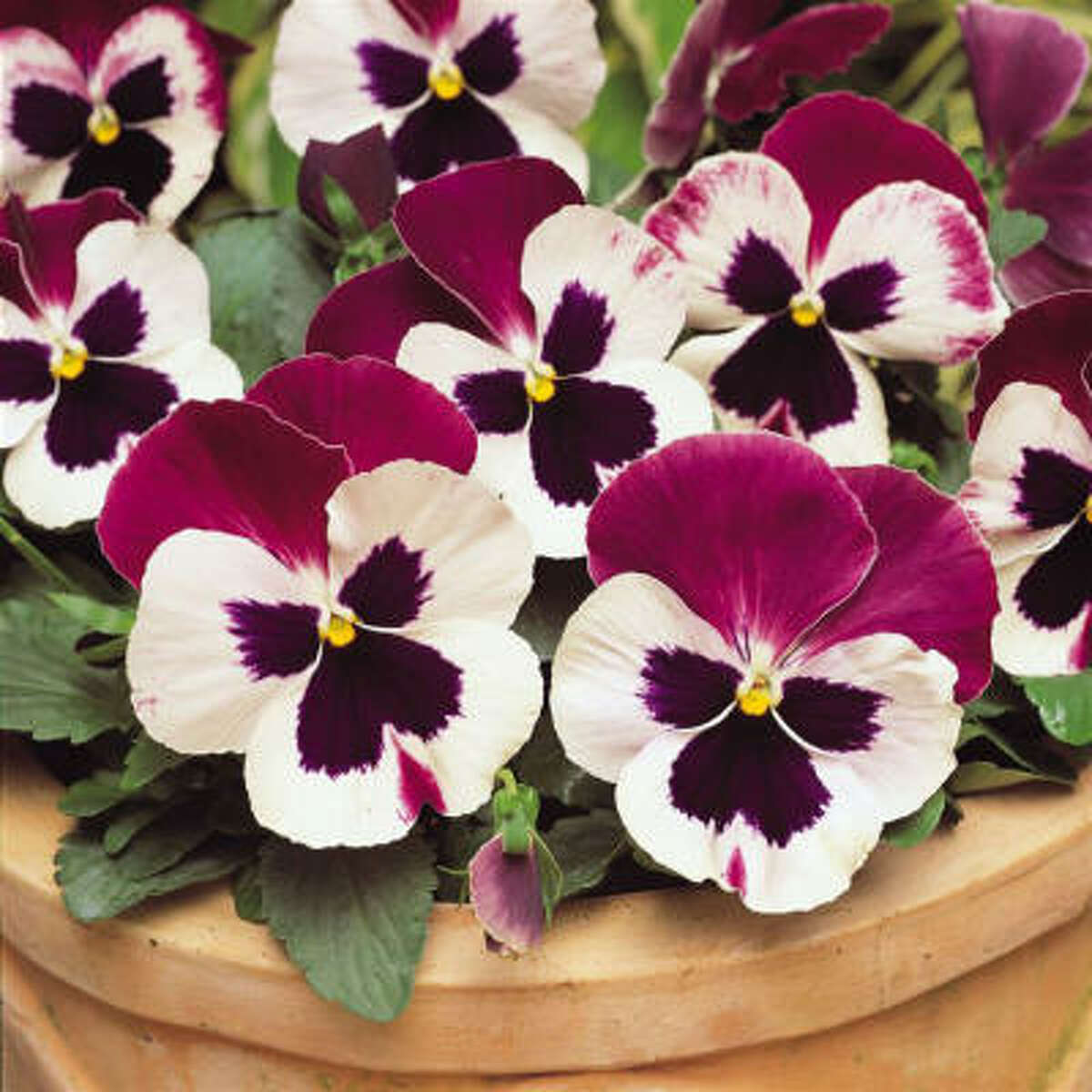 A world of pansies at your feet