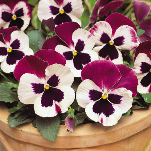 A world of pansies at your feet