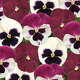 A world of pansies at your feet
