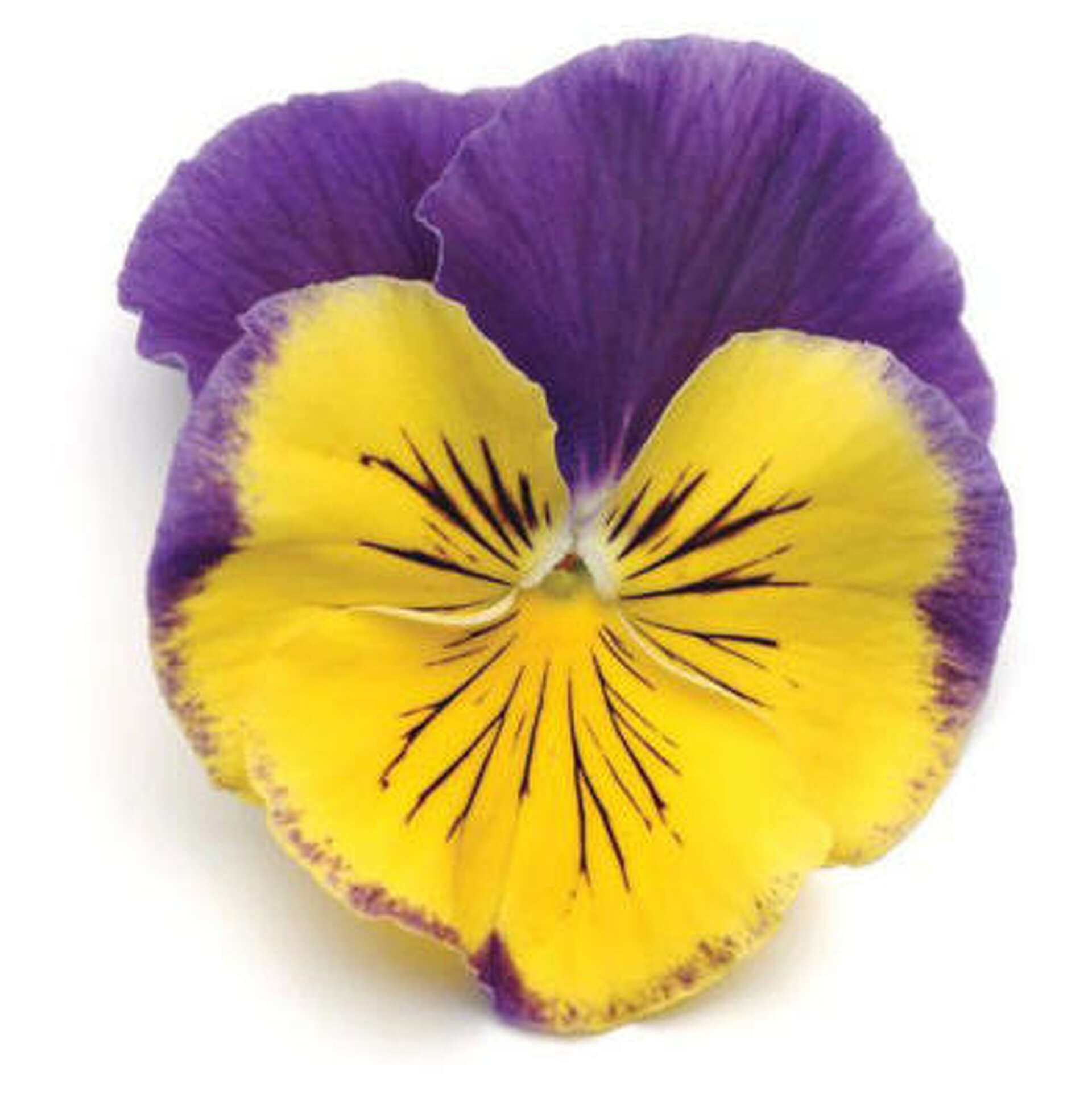 A world of pansies at your feet
