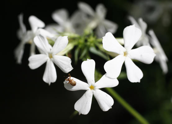Prairie phlox packs a fragrant punch