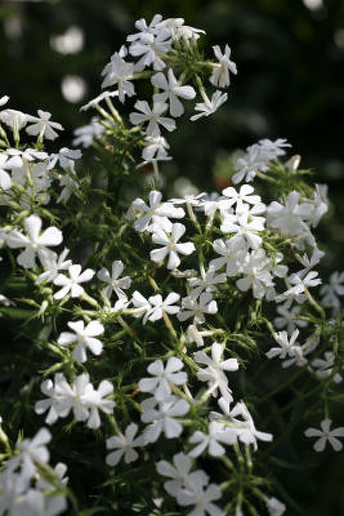 Prairie phlox packs a fragrant punch