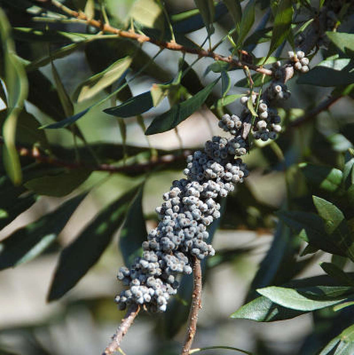 How can I distinguish wax myrtle types?