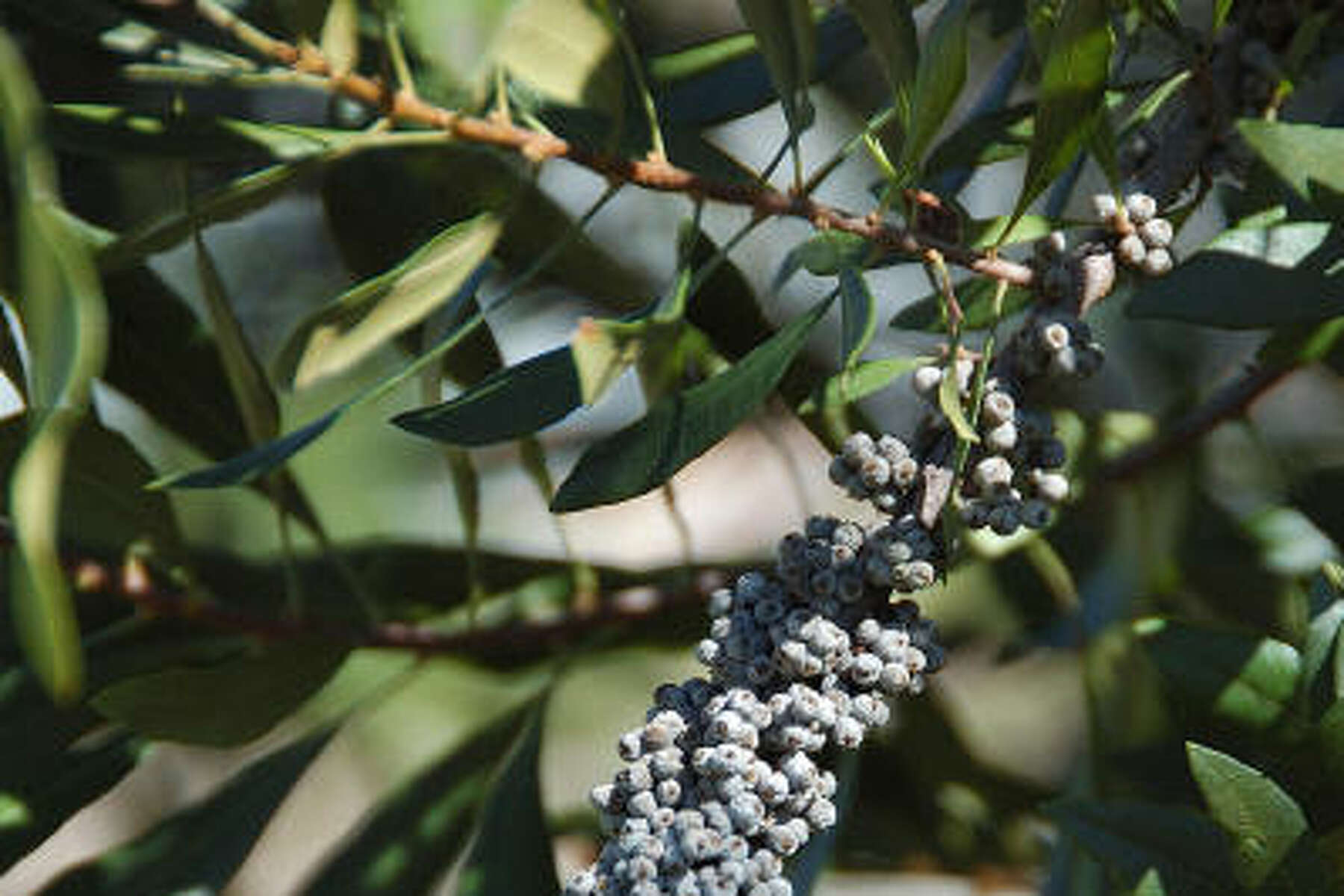 Wax Myrtle Shrub Berries