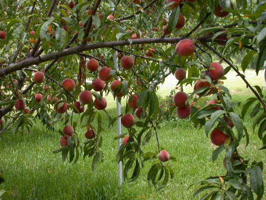 Stone fruits are an early summer's delight