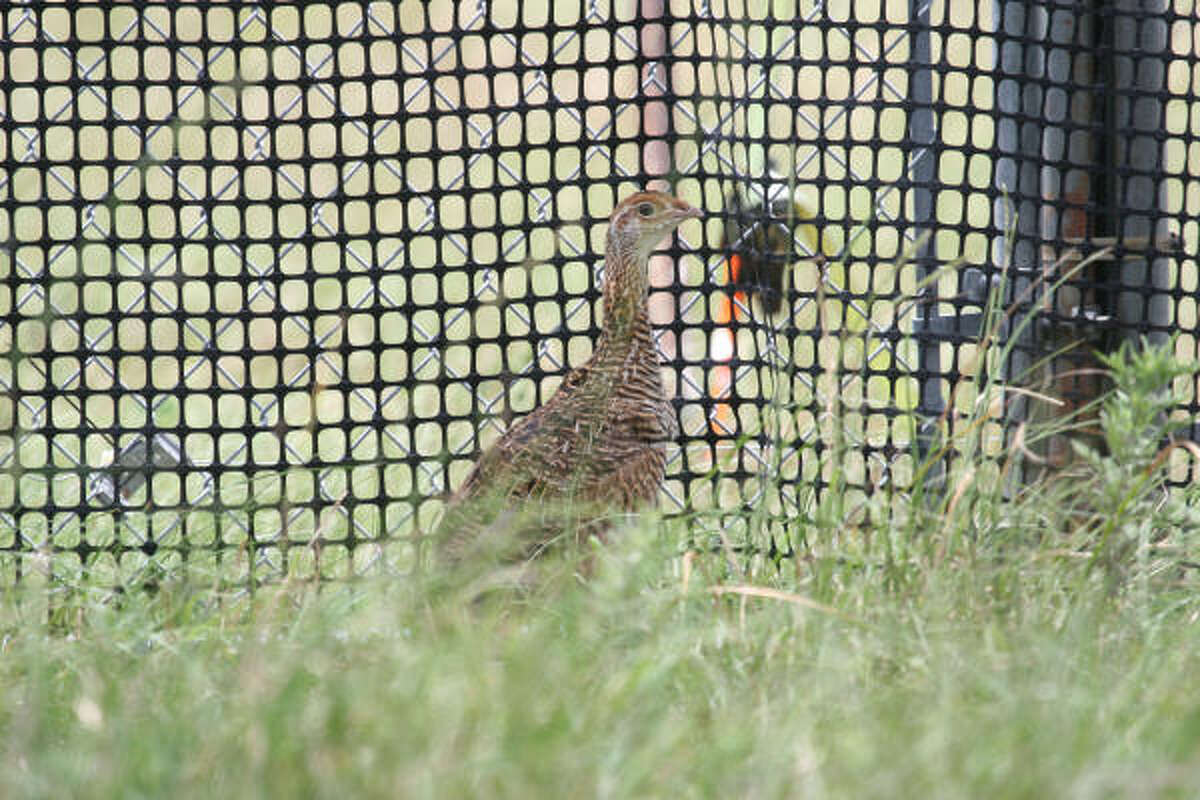 Tompkins: Attwater's prairie chickens fighting to survive