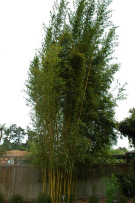 What's wrong with my dry, pale bamboo?