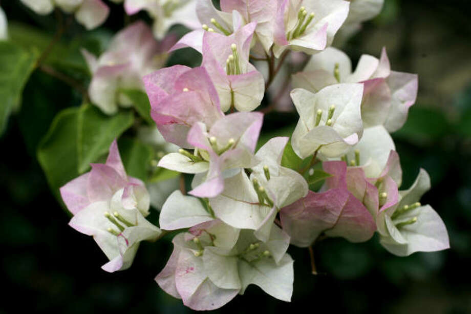 Bougainvillea 101: Most-asked questions - Houston Chronicle