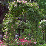 Flowers overhead: Arbors frame the dramatic - Houston Chronicle