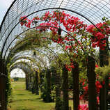 Flowers overhead: Arbors frame the dramatic - Houston Chronicle