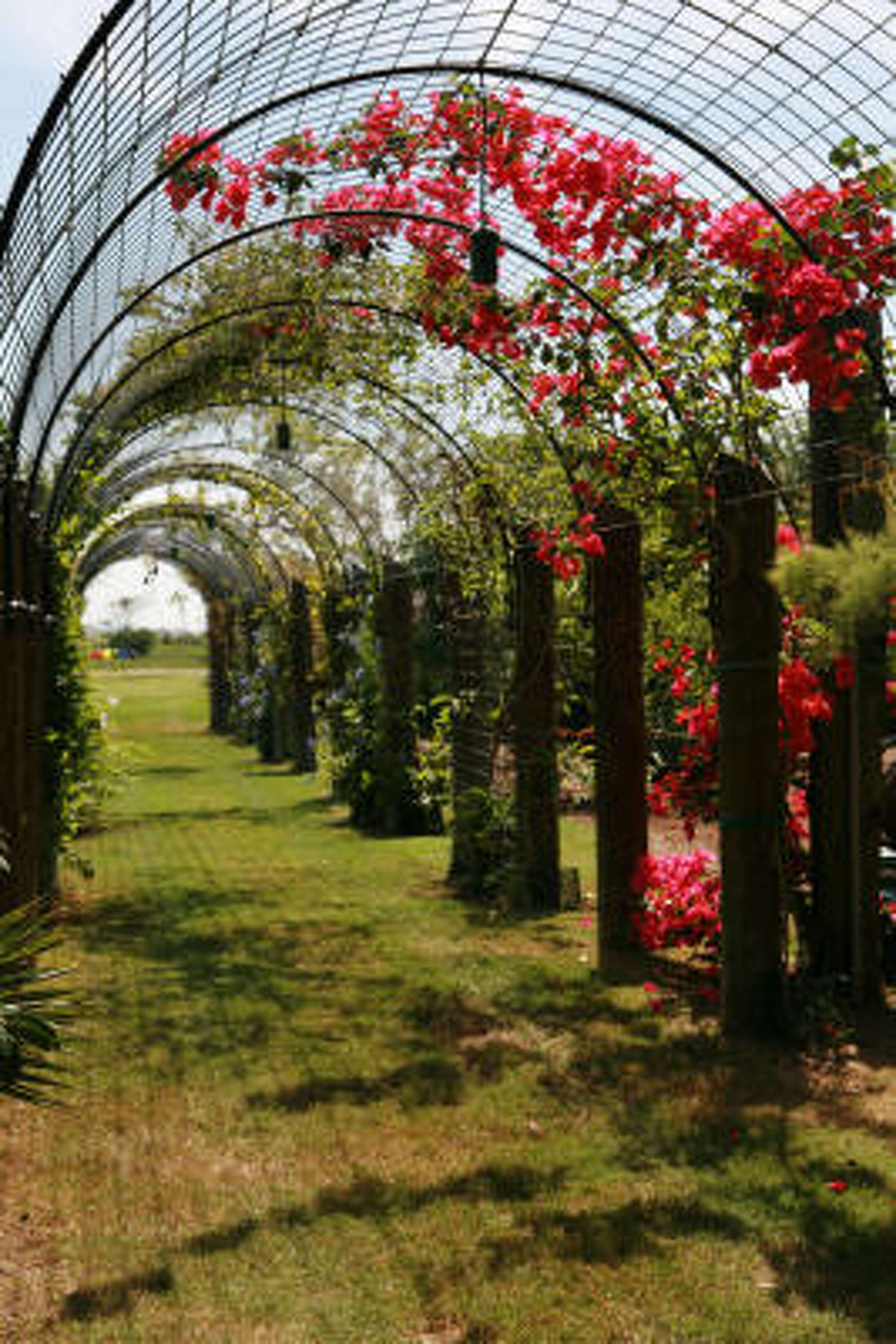 Flowers overhead: Arbors frame the dramatic
