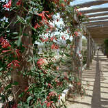 Flowers overhead: Arbors frame the dramatic - Houston Chronicle