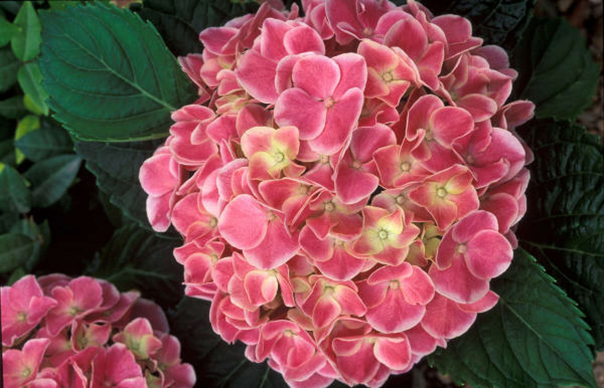 Plant of the month: Hydrangea