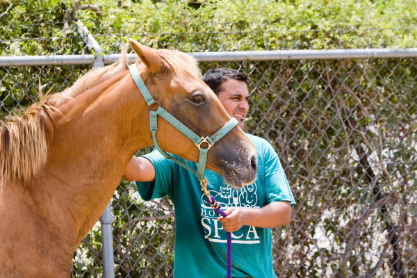 Houston SPCA helps place farm animals in new homes (w/photos)
