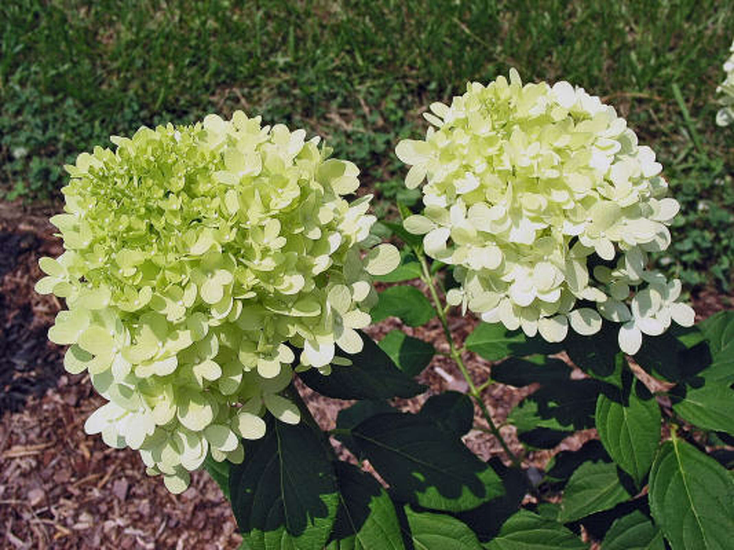 Plant of the month: Hydrangea