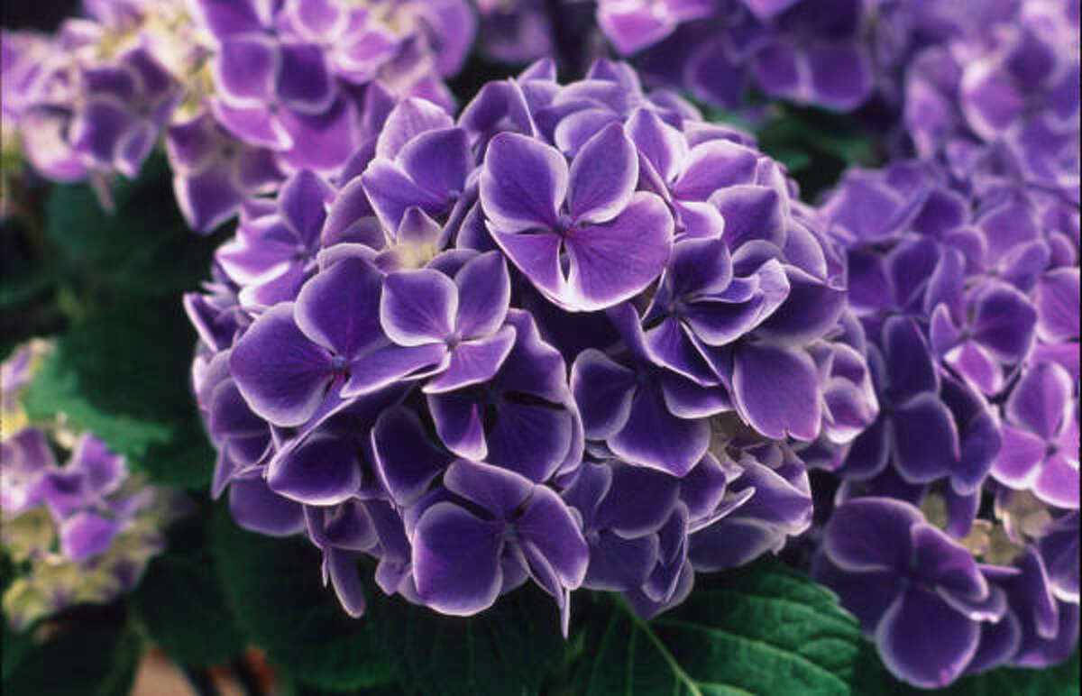 Plant of the month: Hydrangea
