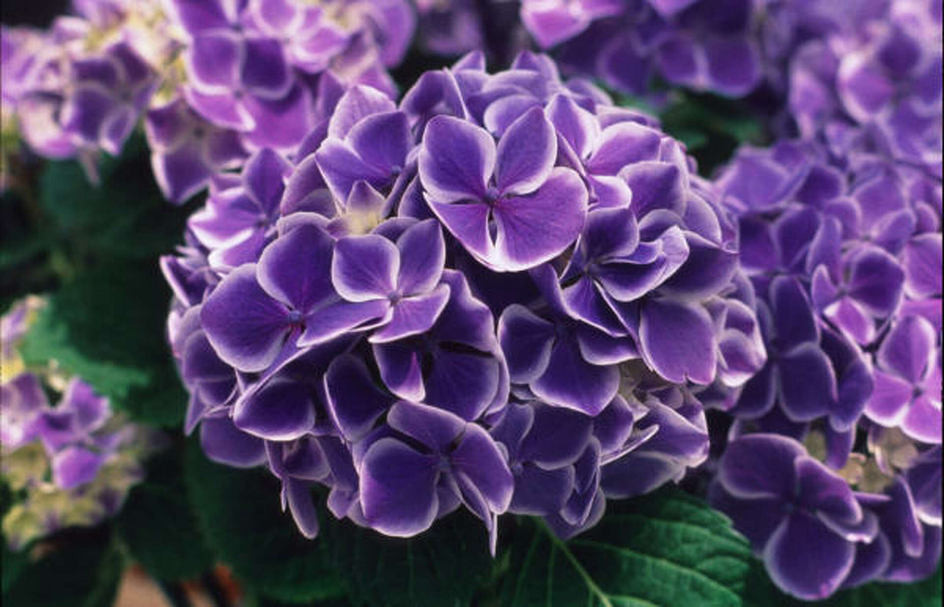 Plant of the month: Hydrangea