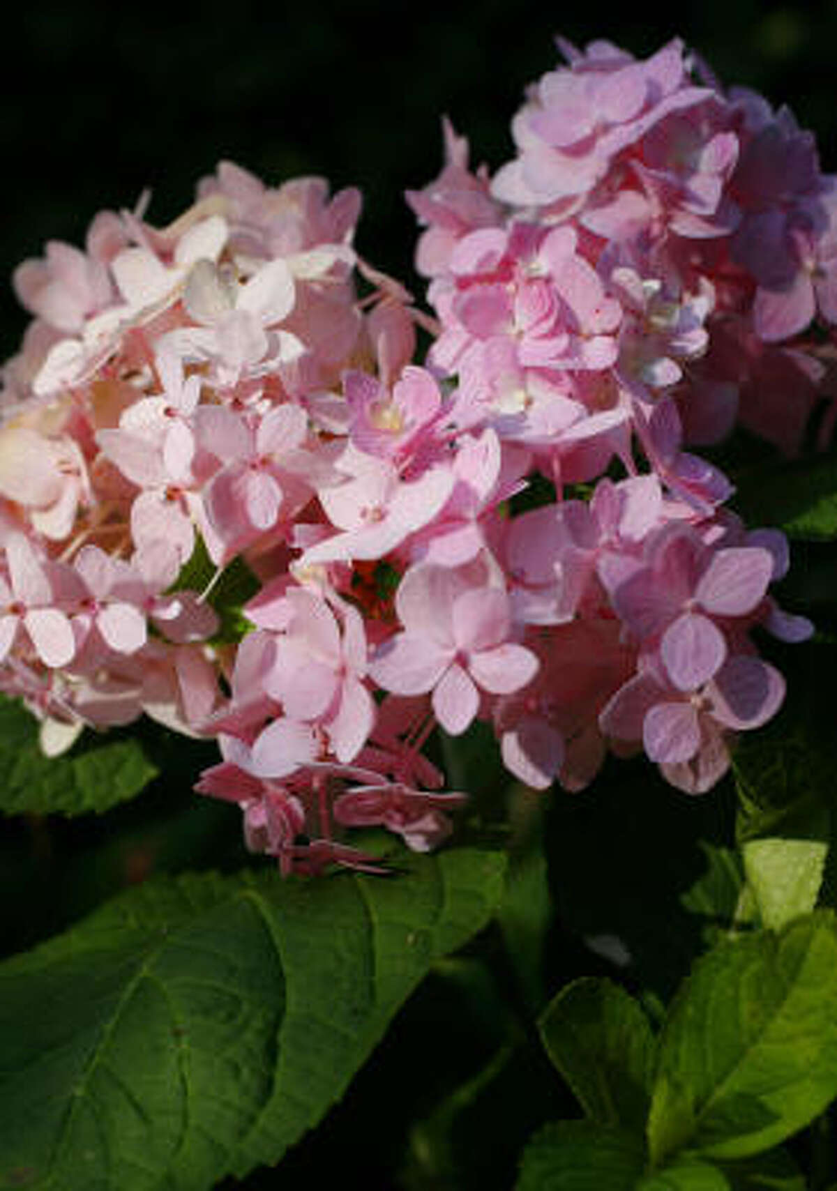 Plant of the month: Hydrangea