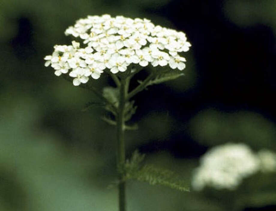 Is common yarrow a Texas native? - Houston Chronicle