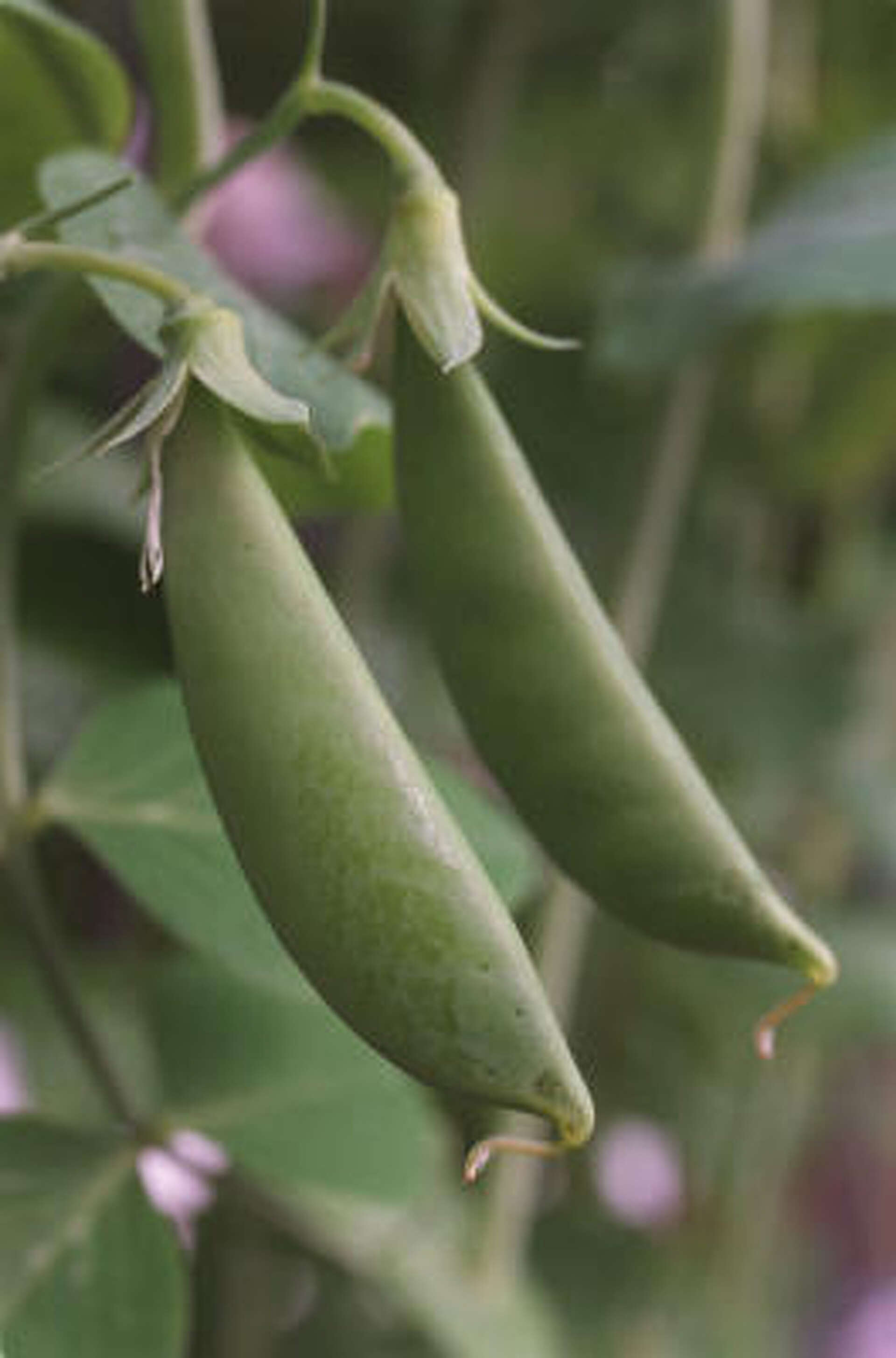 Fall vegetable planting guide