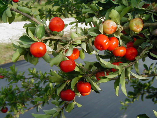 Learn to grow tropical fruit at home in Houston