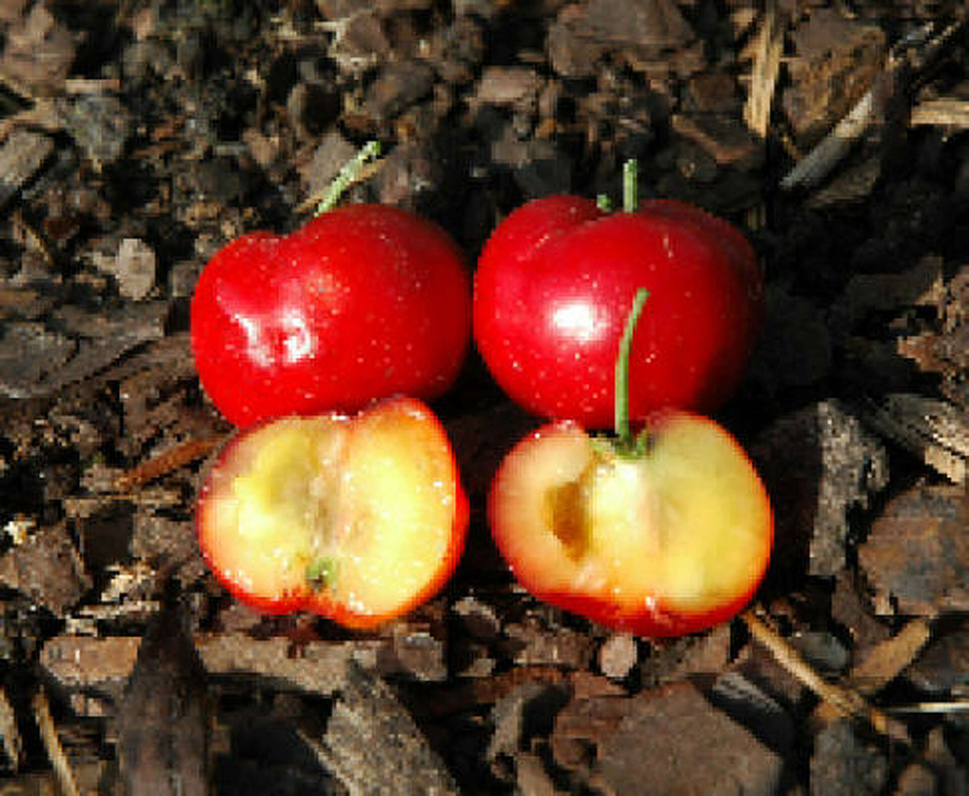 Learn to grow tropical fruit at home in Houston