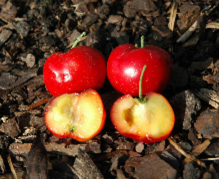 Learn to grow tropical fruit at home in Houston