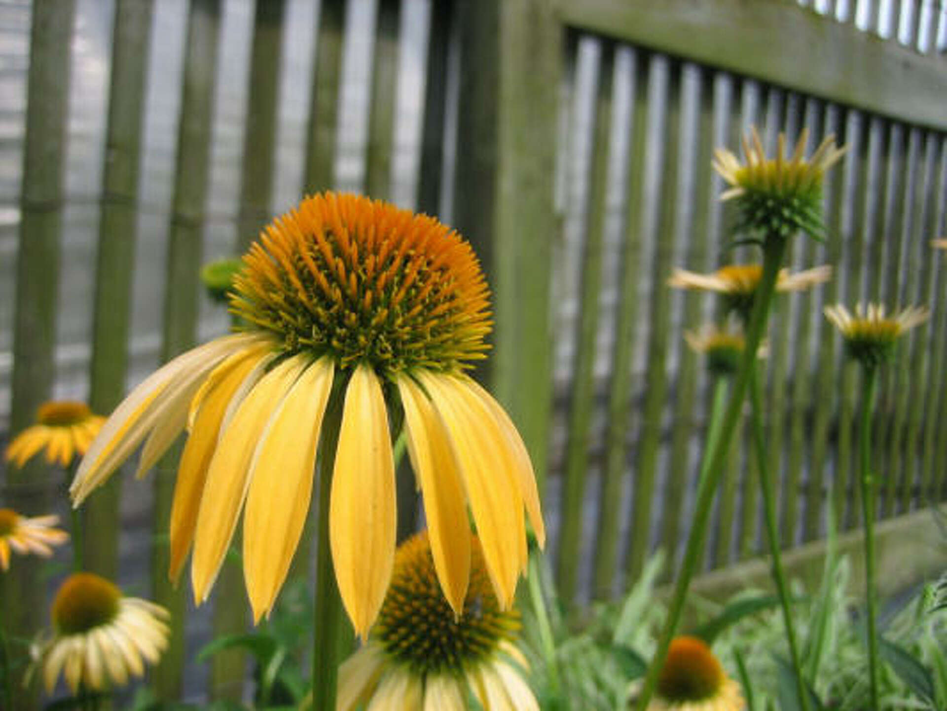 Gregarious coneflowers a varied bunch