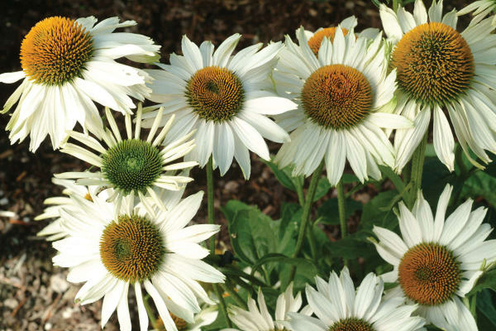 Gregarious coneflowers a varied bunch