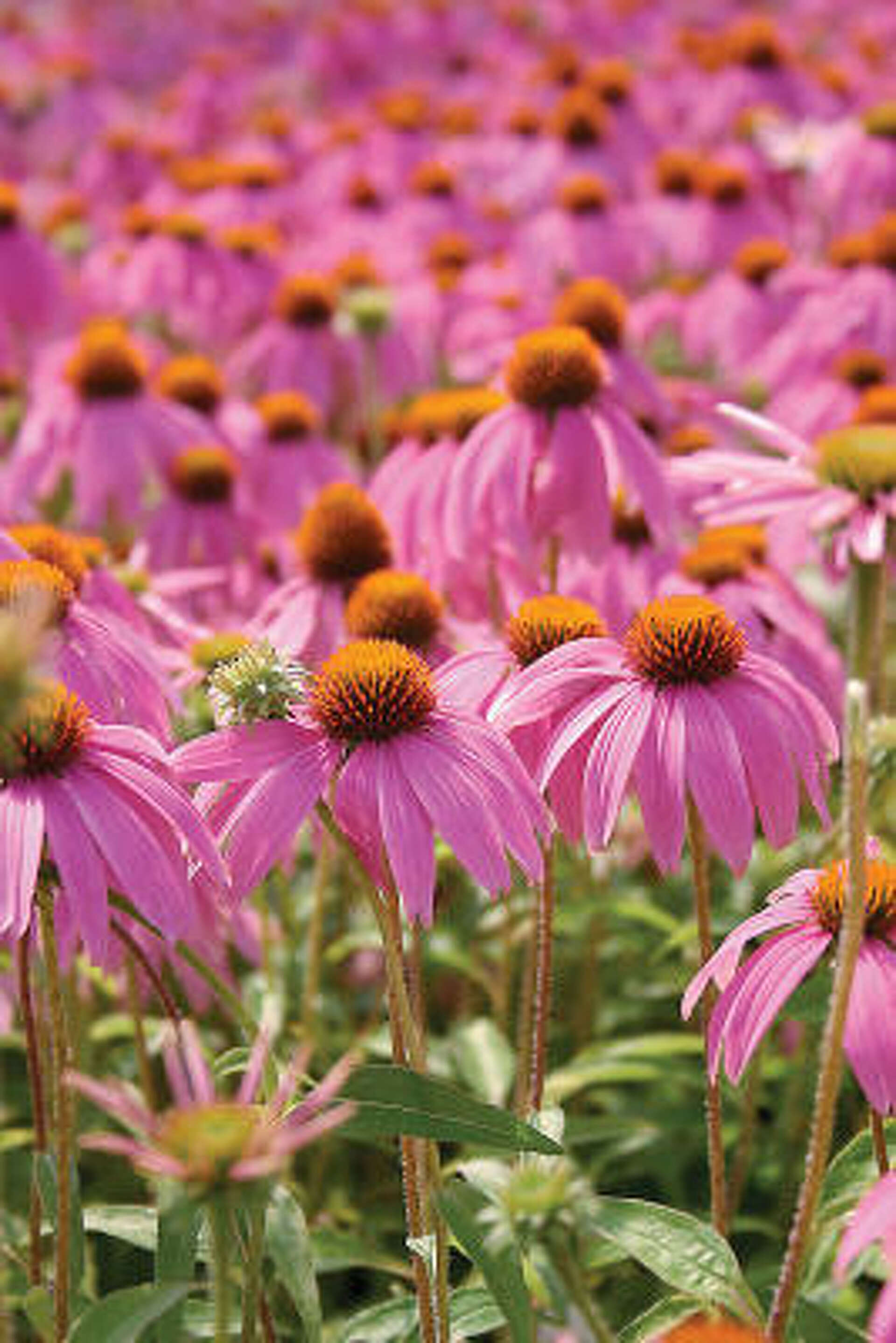 Gregarious coneflowers a varied bunch