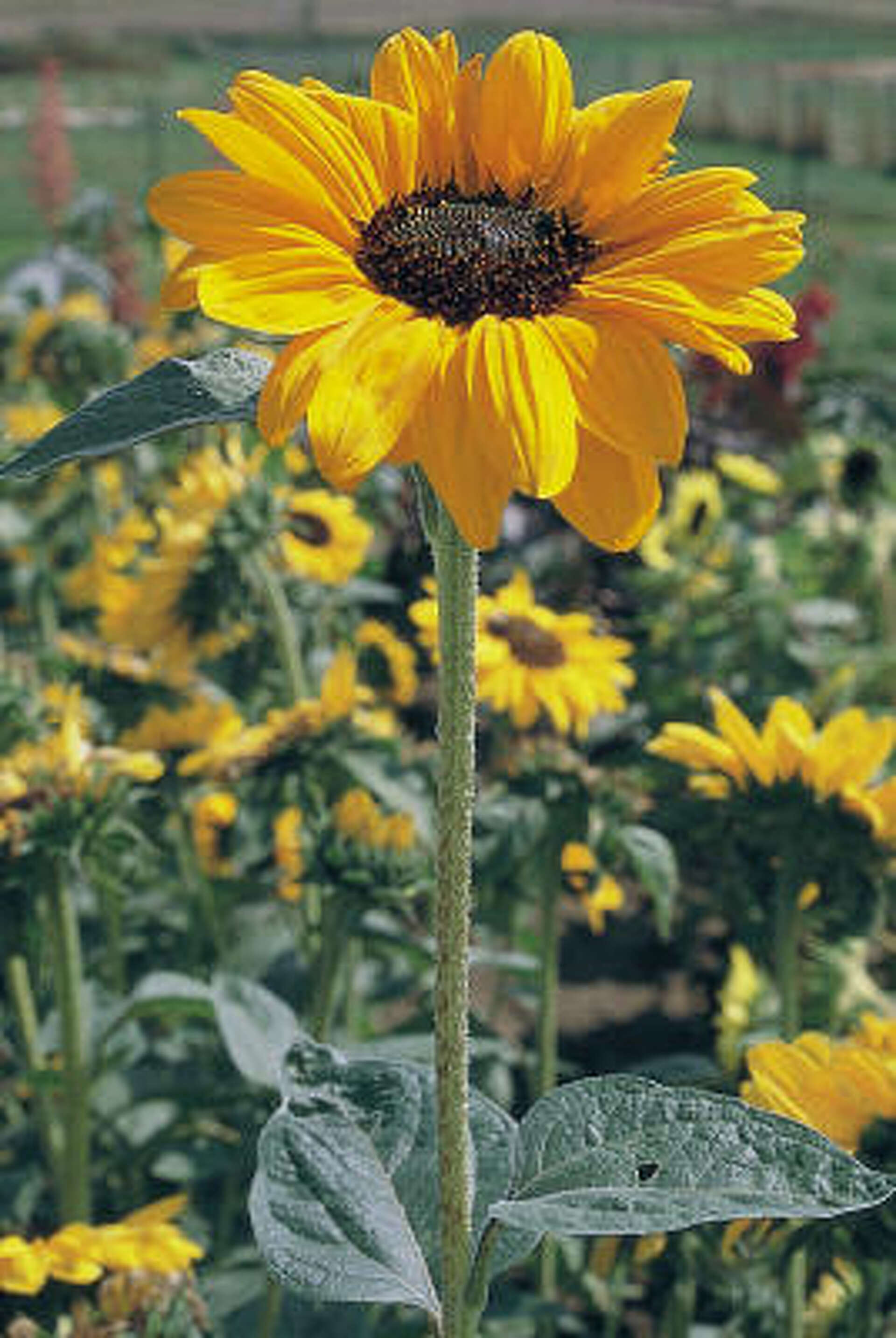 Help your kids build a sunflower house