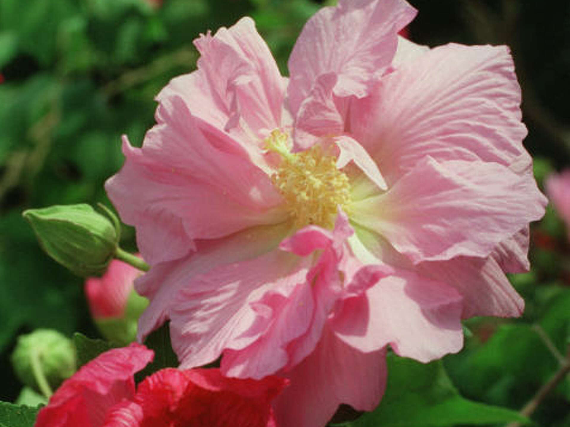 Should I prune my confederate rose?