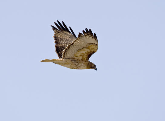 Migrating hawks converging on southeast Texas