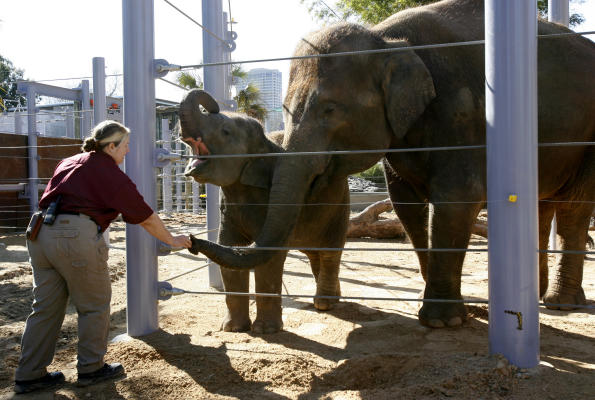 Team tackles virus that killed 6 Houston-born elephants