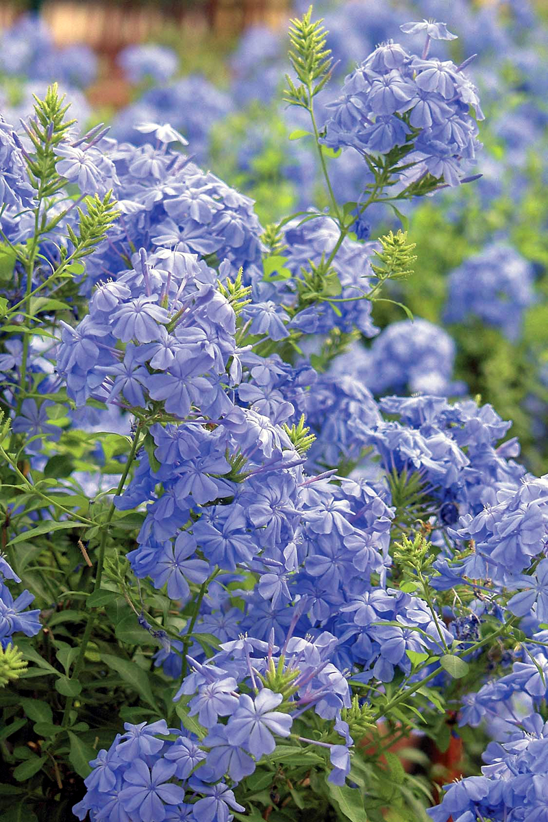 Gardens bathed in blooms of blue