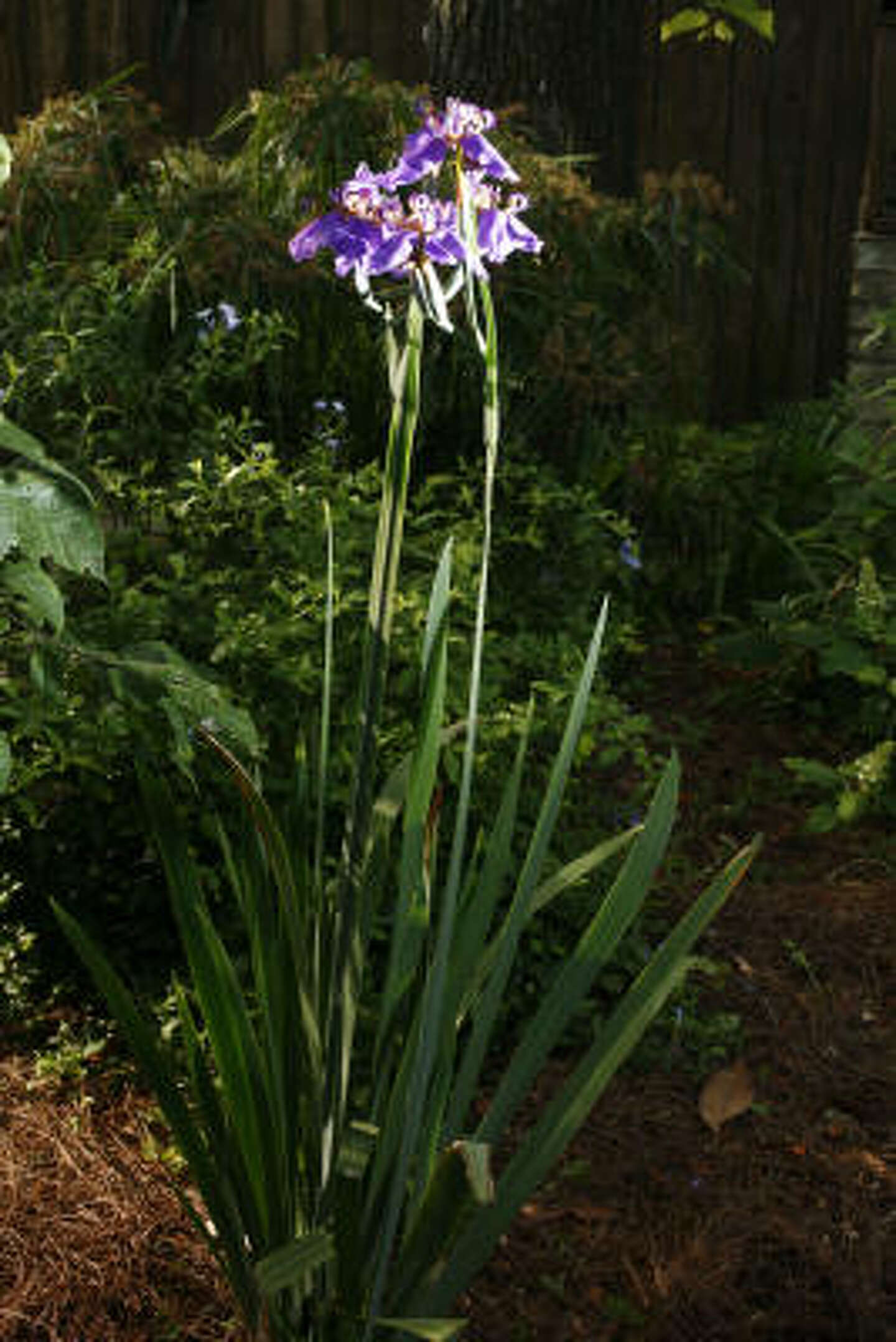 Giant walking iris