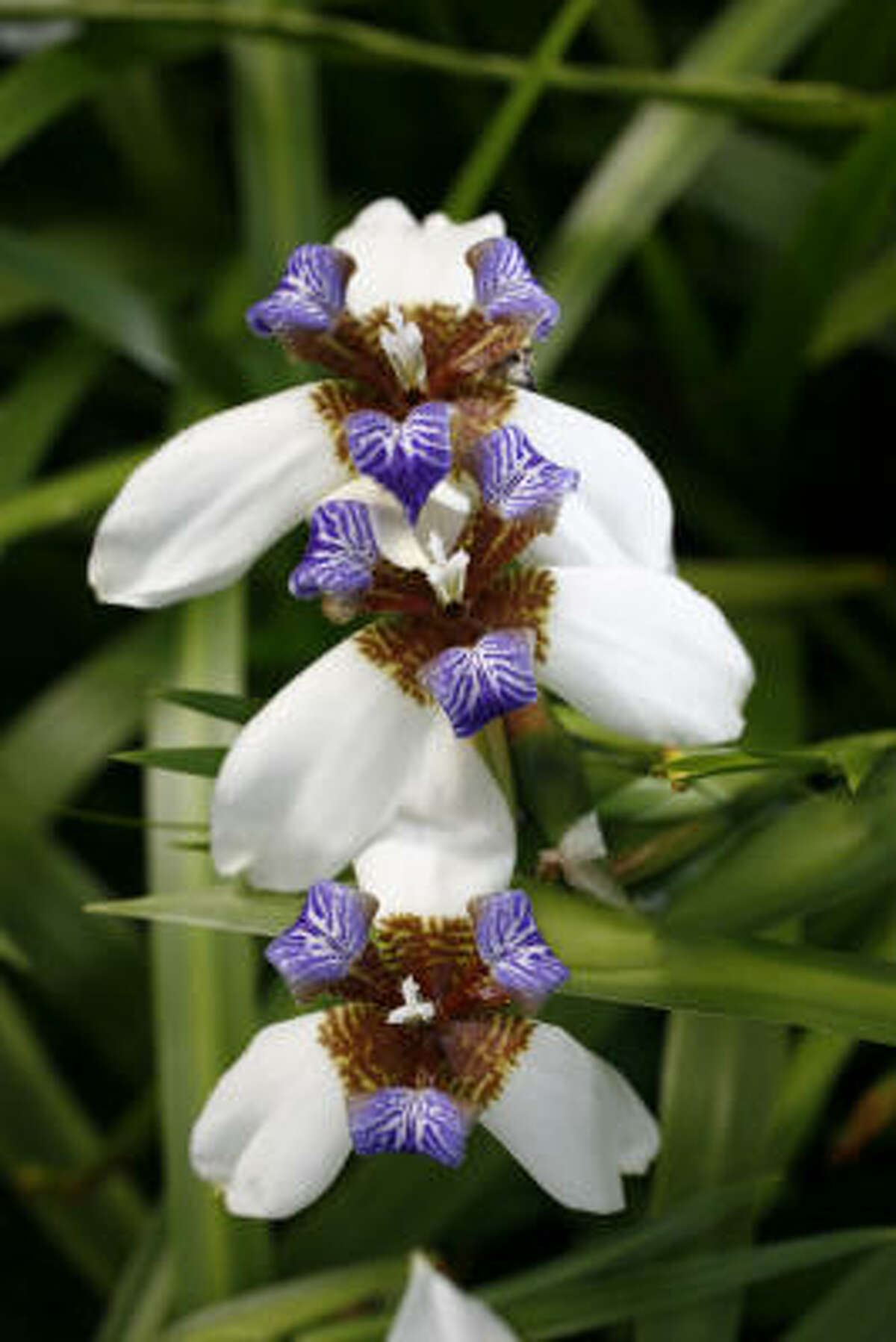 Giant walking iris